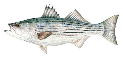 Anticipation of the TUG! by Joe Cordeiro – rainysflies