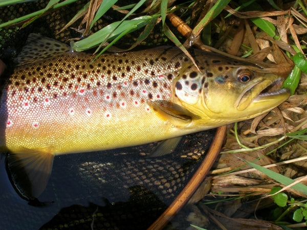 ATTRACTOR PATTERNS: When and Where – rainysflies