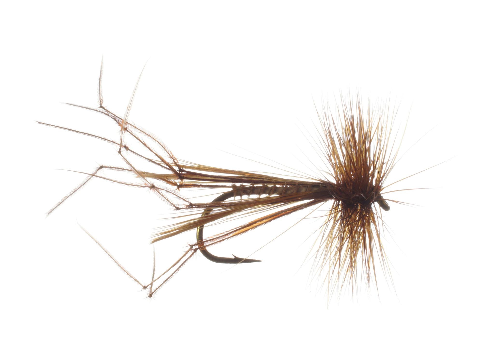 Crane Fly – rainysflies